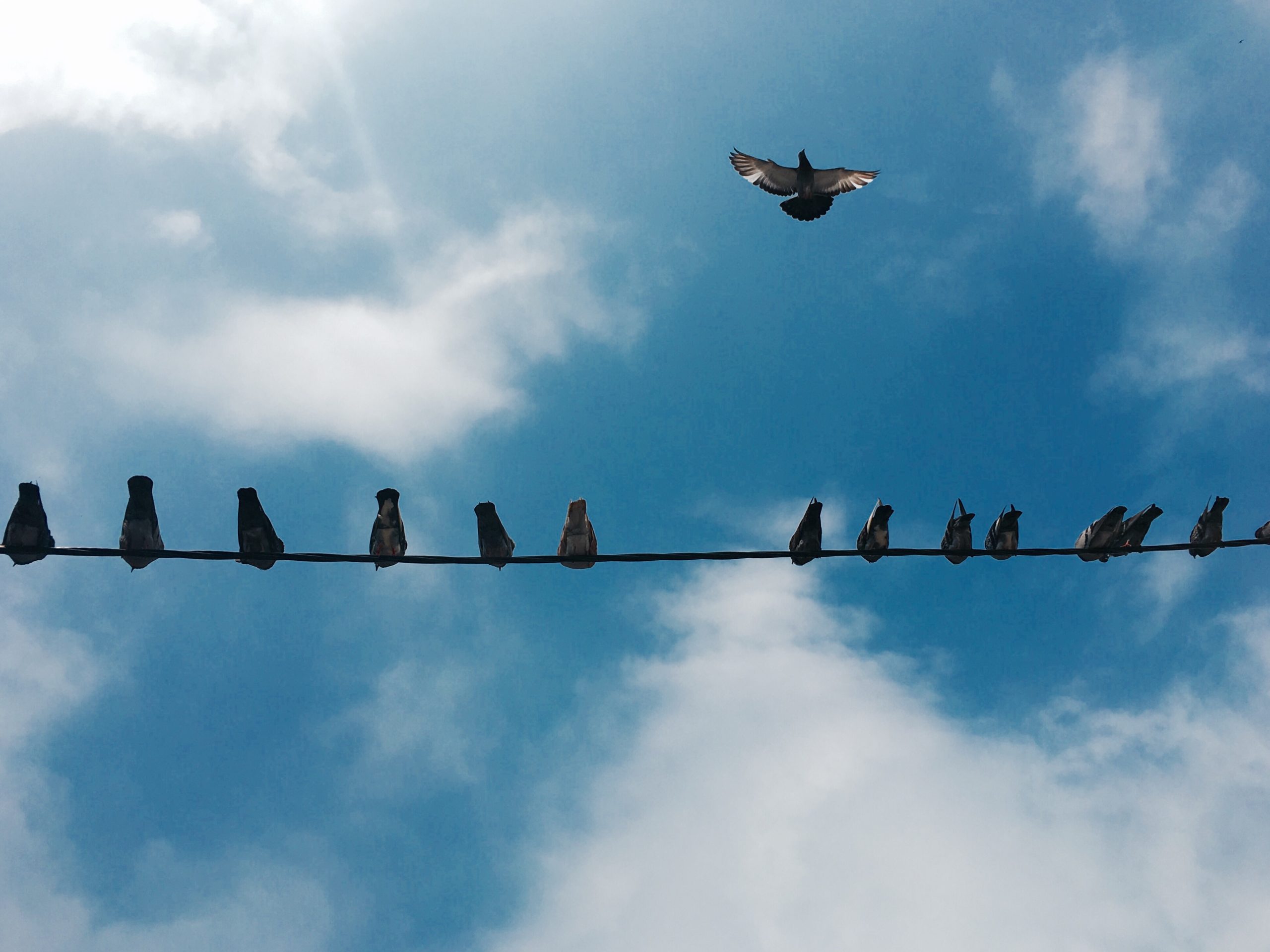 pigeon-vision-RBP96JP | GSAAG